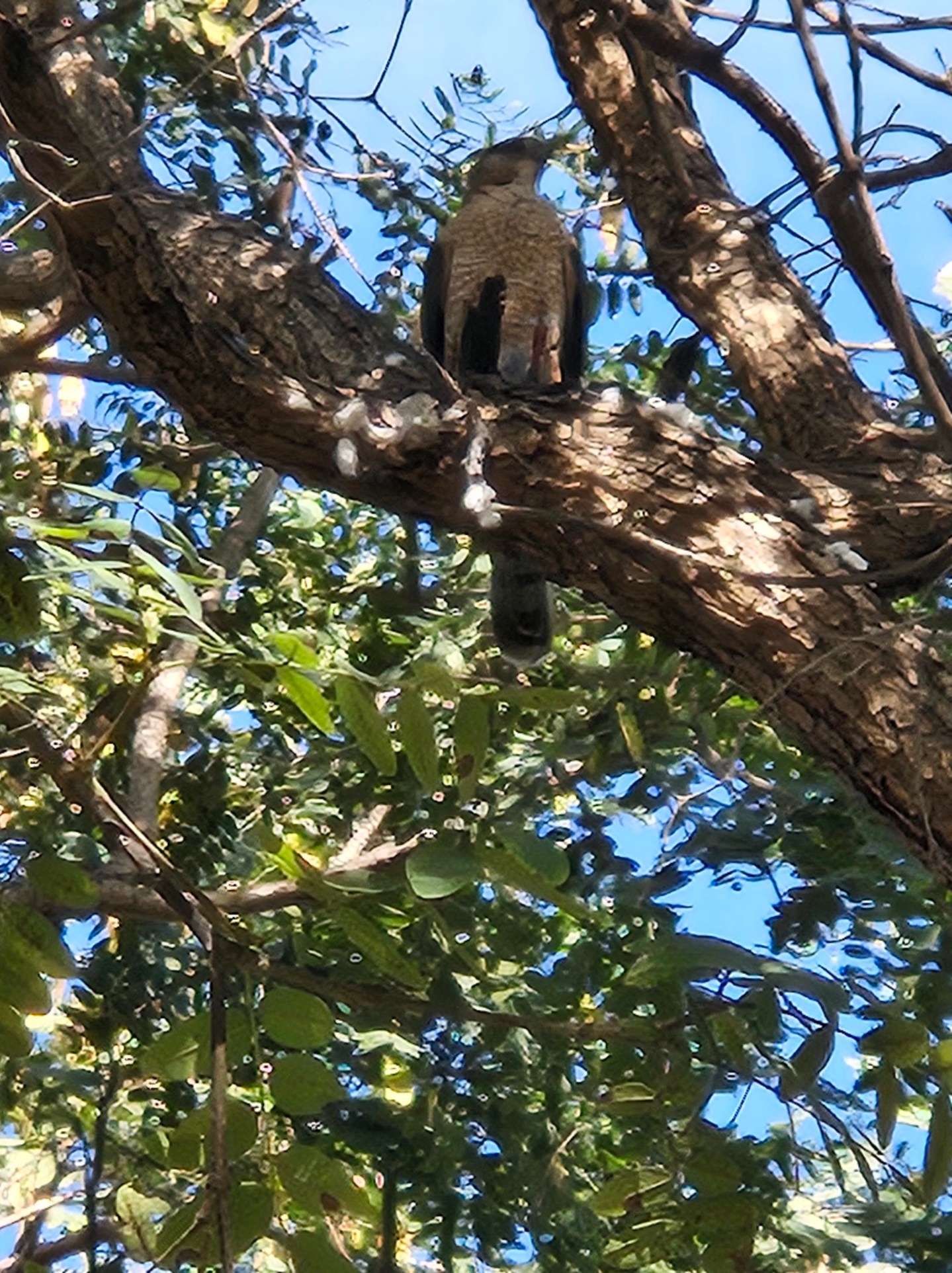 I need my dad – Sierra Mazzucca's Poetry site